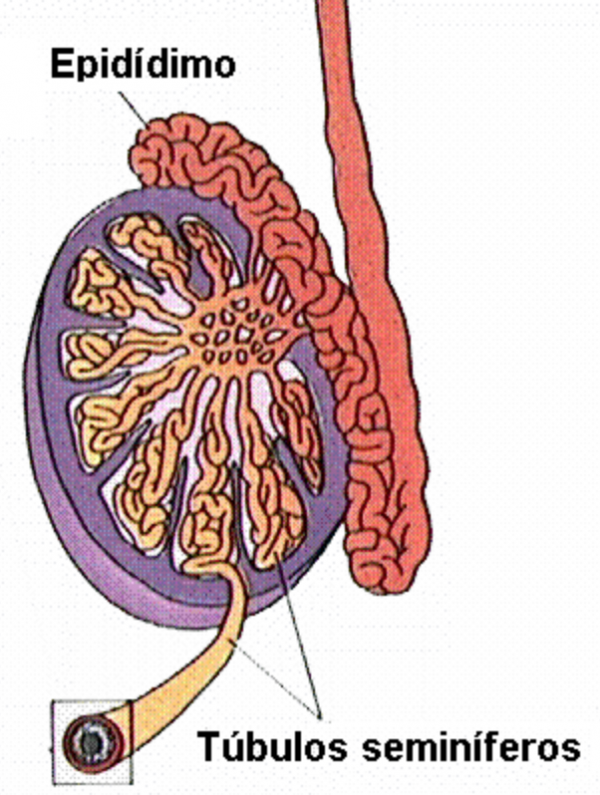 ¿Cómo se hacen los espermatozoides? - FertilidadMasculina.org